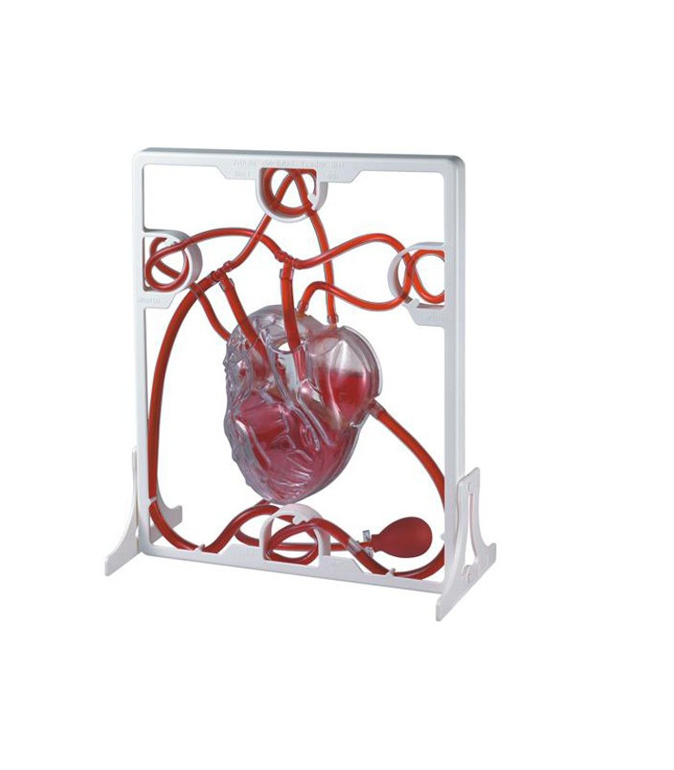 Modelo funcional del corazón, comprar online